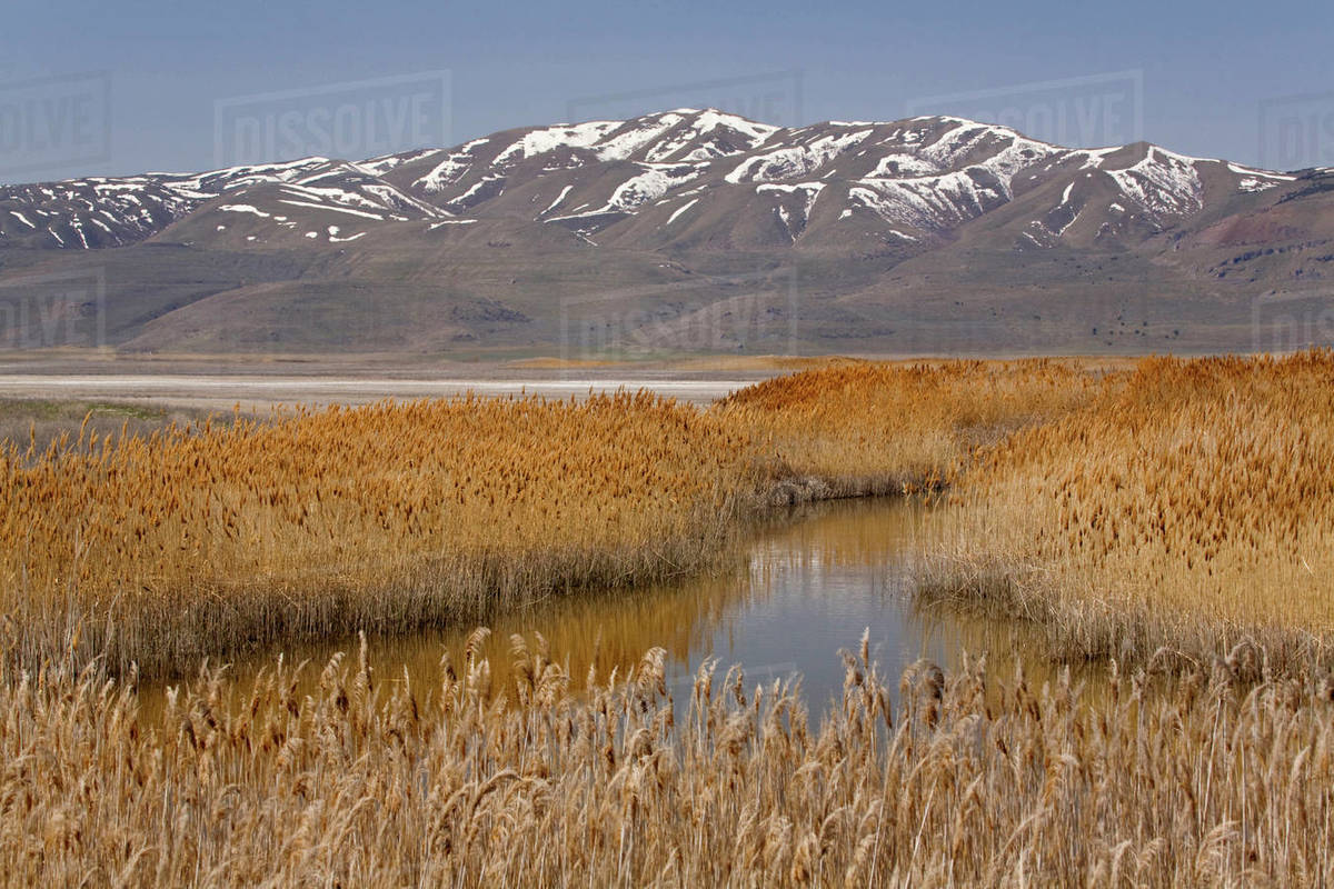 Reeds growing in the lake, Bear River Migratory Bird Refuge, Ogden ...