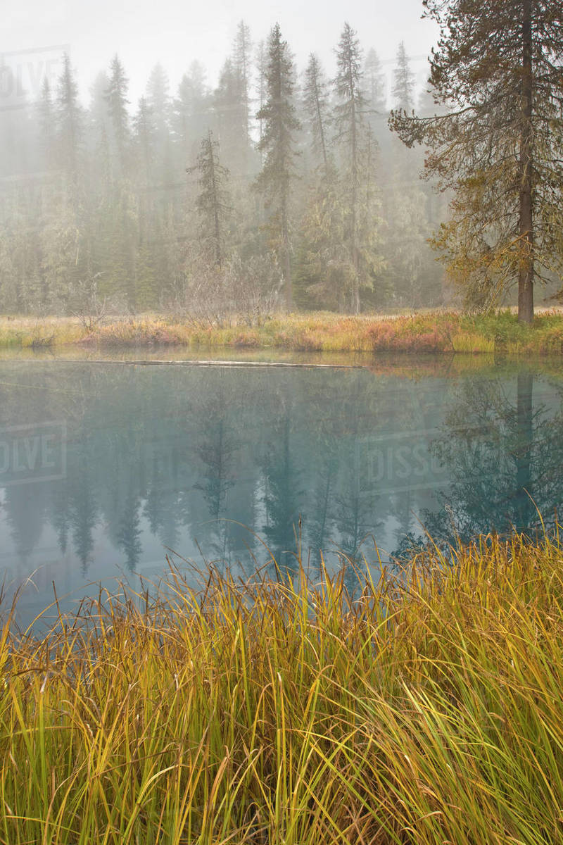 Reflection of trees in a lake, Little Crater Lake, Mount Hood National ...