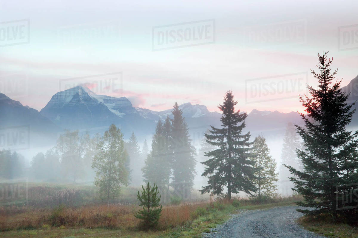 Trees in front of mountains, Mount Robson Provincial Park, British ...