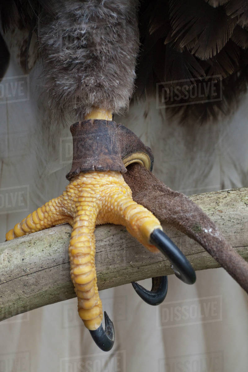 Close-up of claws of a Bald eagle (Haliaeetus leucocephalus), Ketchikan ...