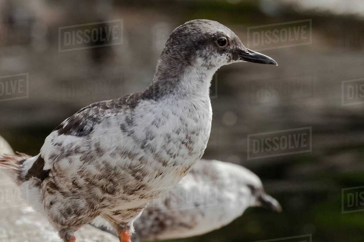 USA, Oregon, Newport, Juvenile Pigeon Guillemot (Cepphus columba ...