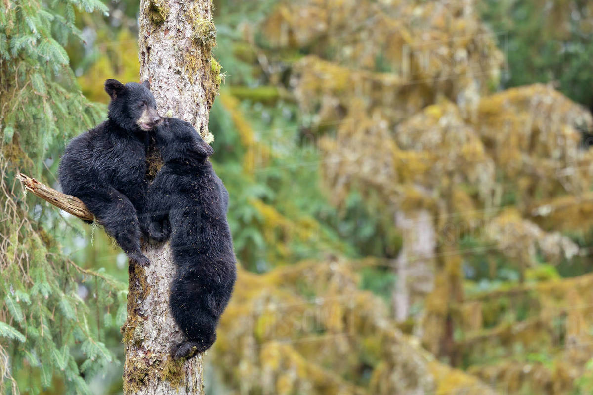 USA, Alaska, Tongass National Forest, Anan Wildlife Observatory, Black ...