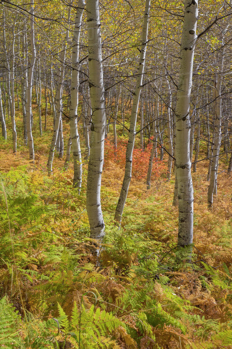 Aspen trees along the Alpine Loop Road - Utah, Wasatch Cache National ...