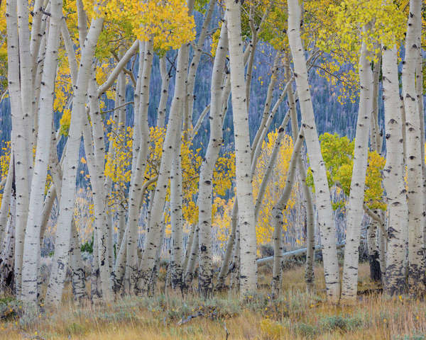 Aspen trees in a grassy meadow, Utah, Fishlake National Forest, near ...