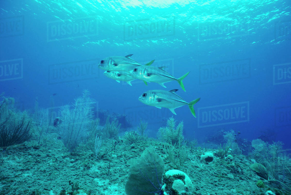 Four Horse Eye Jacks swimming underwater (Caranx latus) - Royalty-free ...