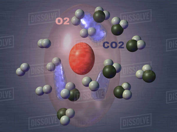 Close-up of the atoms of oxygen and carbon dioxide in human cells ...