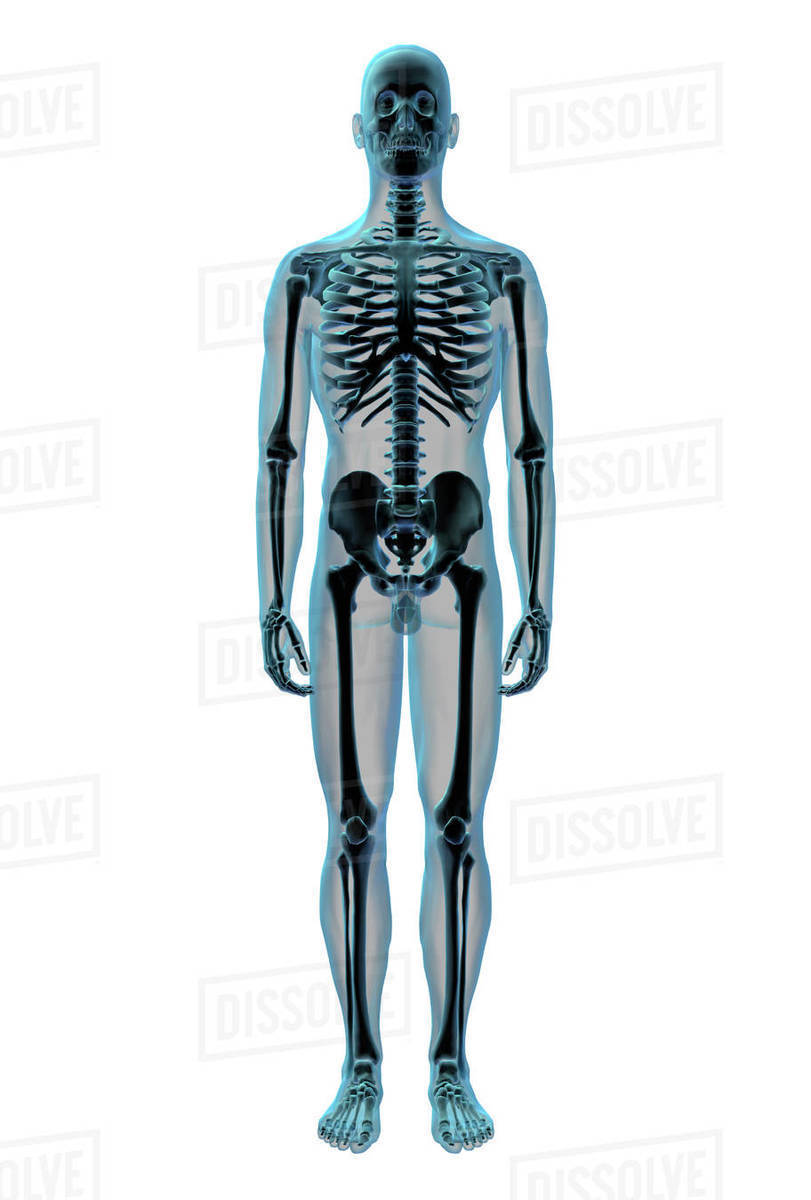 X-ray image of a human skeletal system - Royalty-free Stock Photo ...