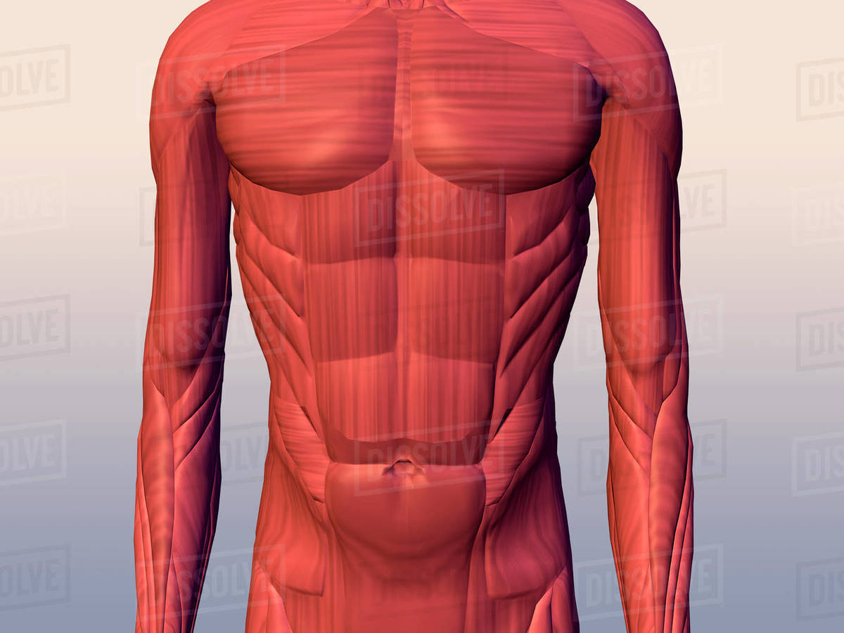 Mid section view of the muscles of a man - Stock Photo - Dissolve