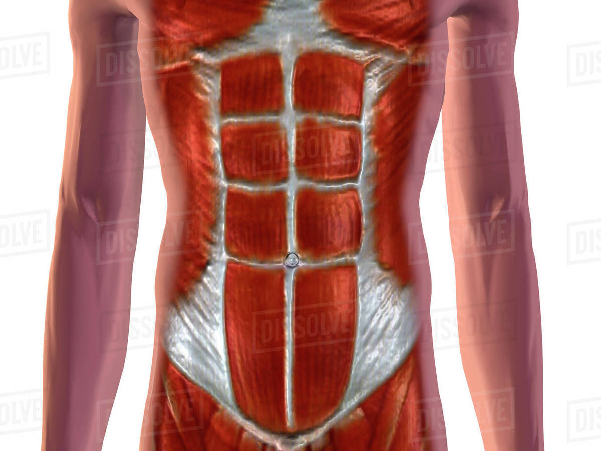 Close-up of human abdominal muscles - Royalty-free Stock Photo | Dissolve