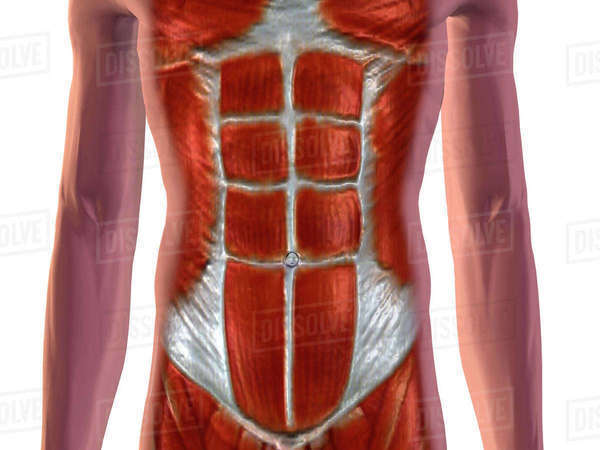Close-up of human abdominal muscles - Royalty-free Stock Photo | Dissolve