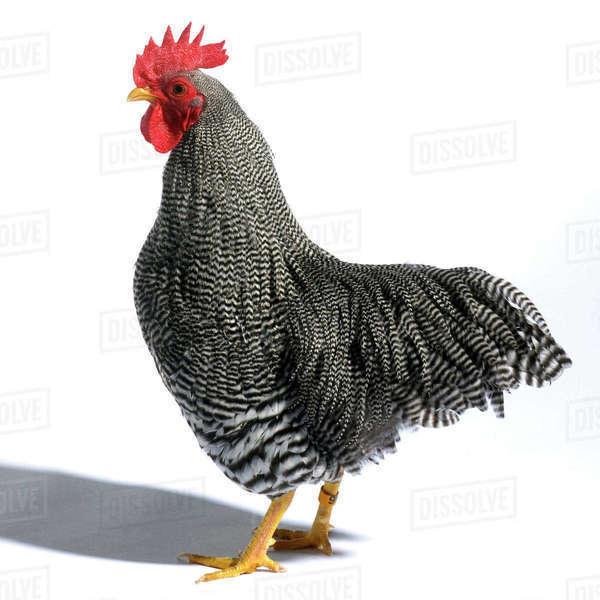 Side profile of a Barred Plymouth Rock - Royalty-free Stock Photo ...