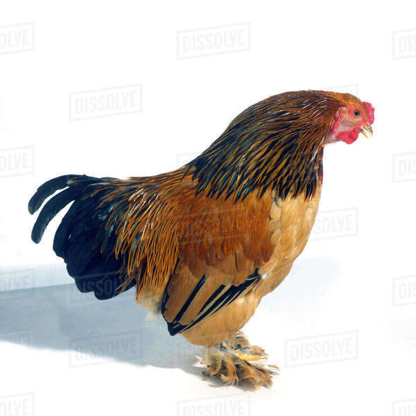 Side profile of a Buff Brahma - Royalty-free Stock Photo | Dissolve