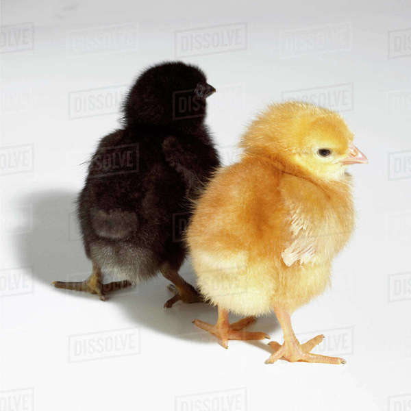 Rear view of two baby chicken - Stock Photo - Dissolve