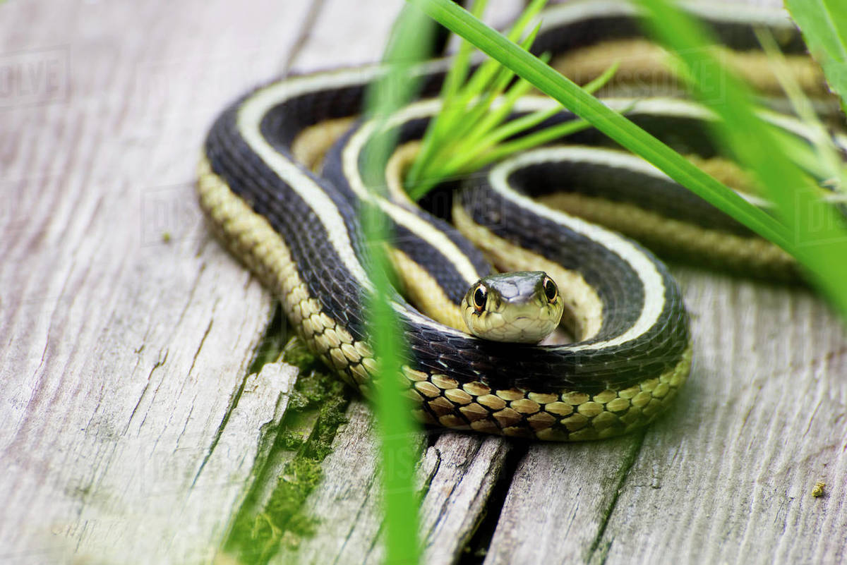 Canadian garter snake sitting some wood and looking at the camera ...