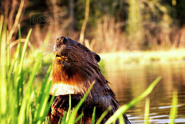 Canadian beaver at the edge of a dam and in the grass of the wetland in ...