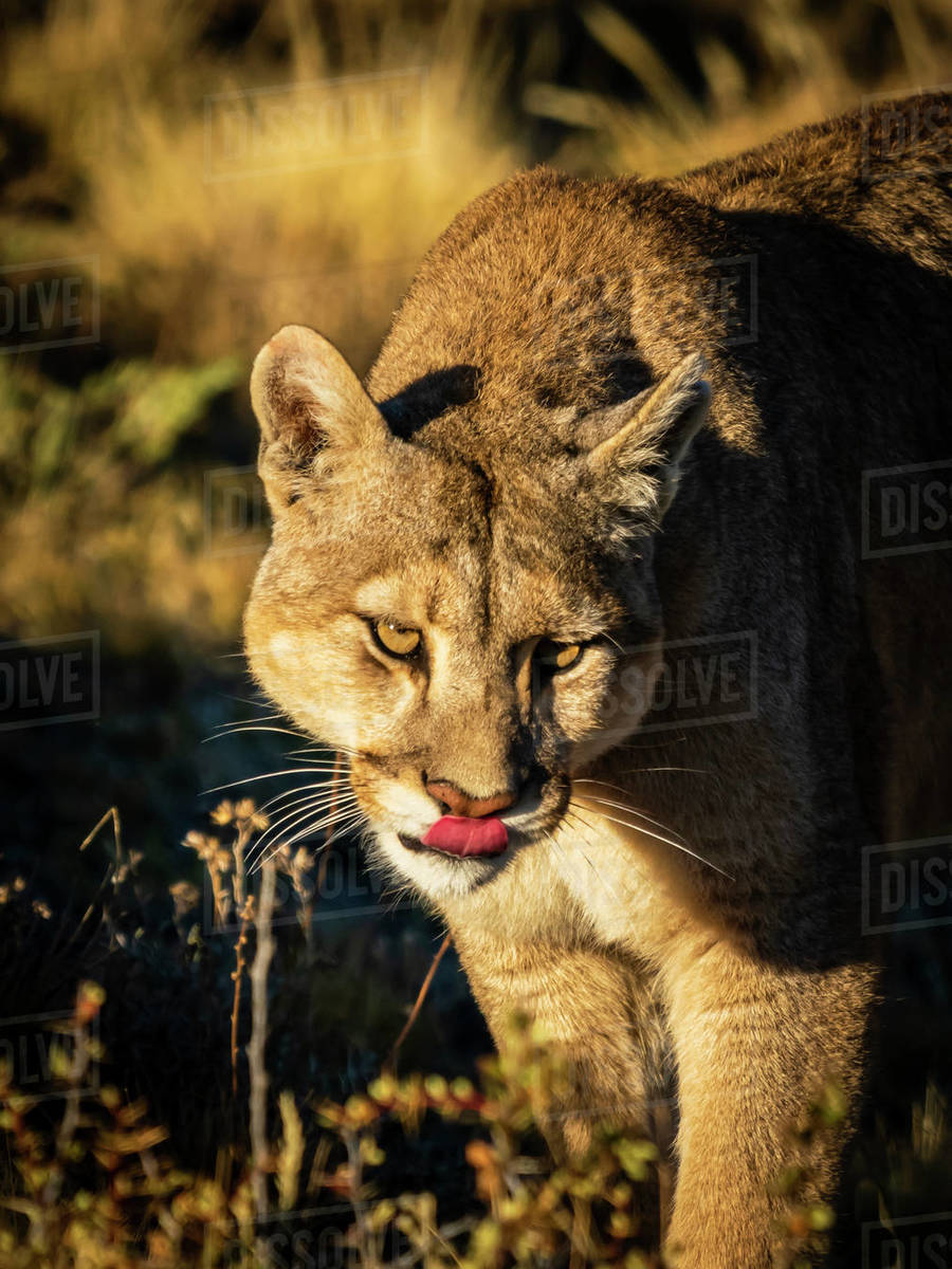 Portrait with tongue, Puma (Puma concolor), Torres del Paine National ...