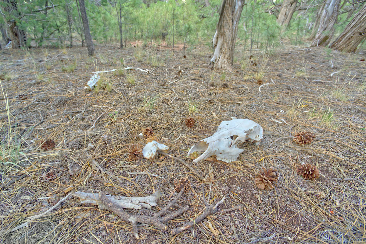 Old decayed bones of an animal that died in Grand Canyon National Park ...