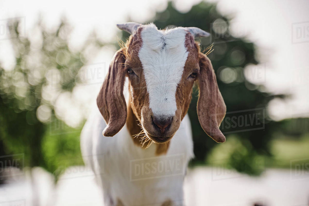 A closeup of a female goat on a goat farm outside on a summer afternoon ...