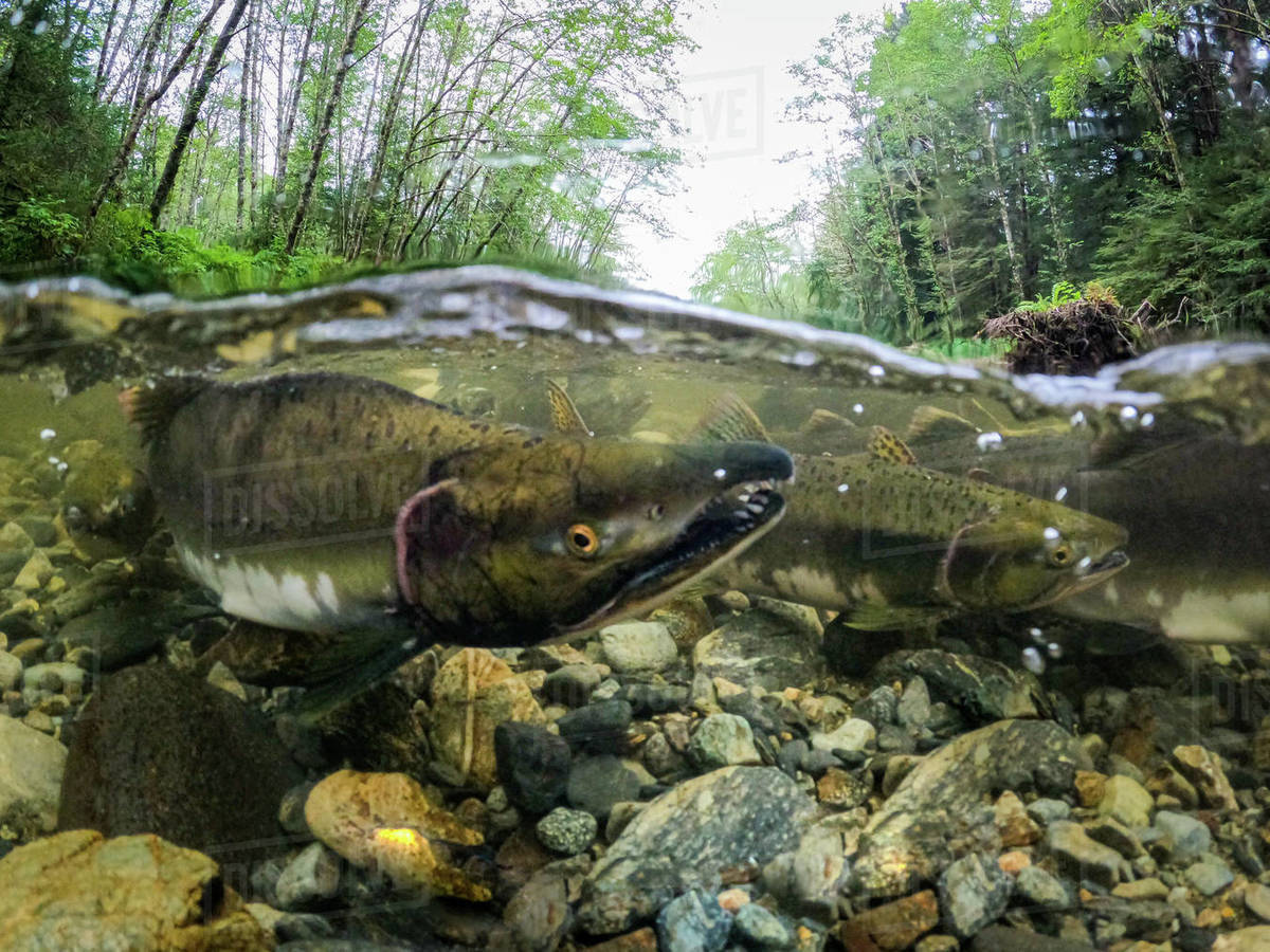 Underwater (over/under) shot of Salmon spawning (chum salmon) in river - Royalty-free Stock ...