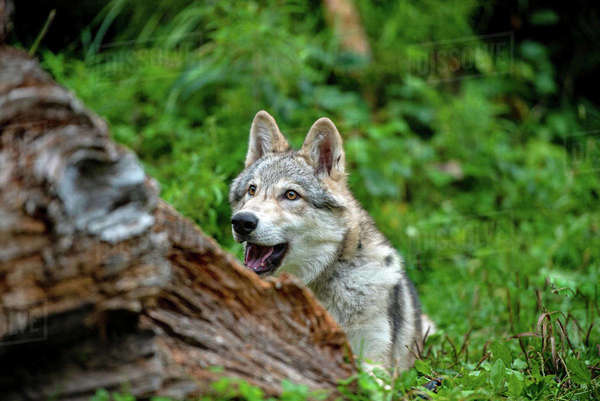 Interior Alaskan wolf (Canis lupus pambasileus) in Alaska - Stock Photo ...