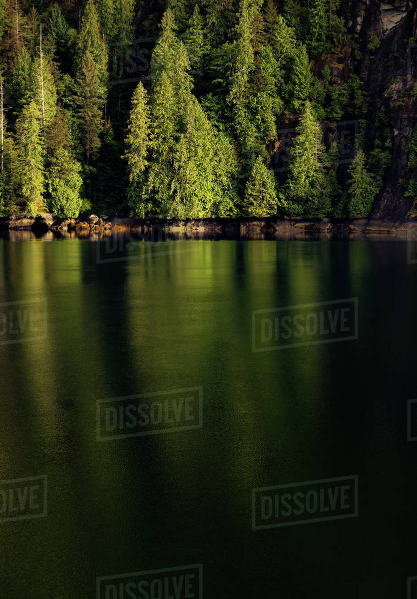 Calm water and evergreen trees in Misty Fjords National Monument ...