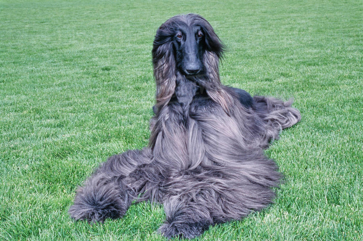 Black Afghan laying in grass field - Royalty-free Stock Photo | Dissolve