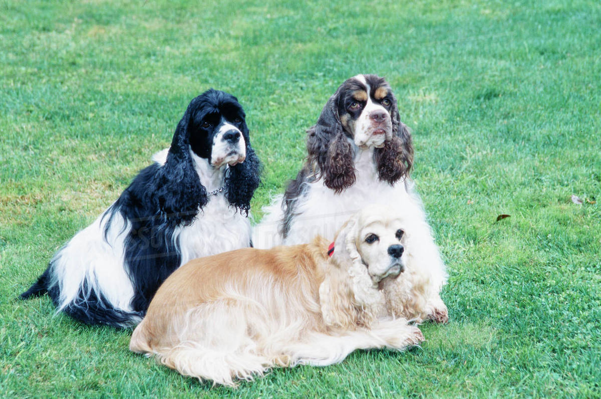 Three American Cocker Spaniels sitting together in grass outside ...