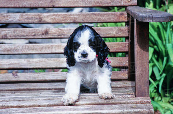 American Cocker Spaniel puppy sitting outside on wooden bench - Royalty ...