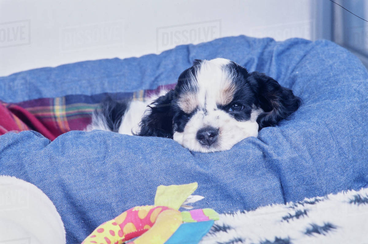 American Cocker Spaniel puppy resting with chin on blue bed - Stock ...