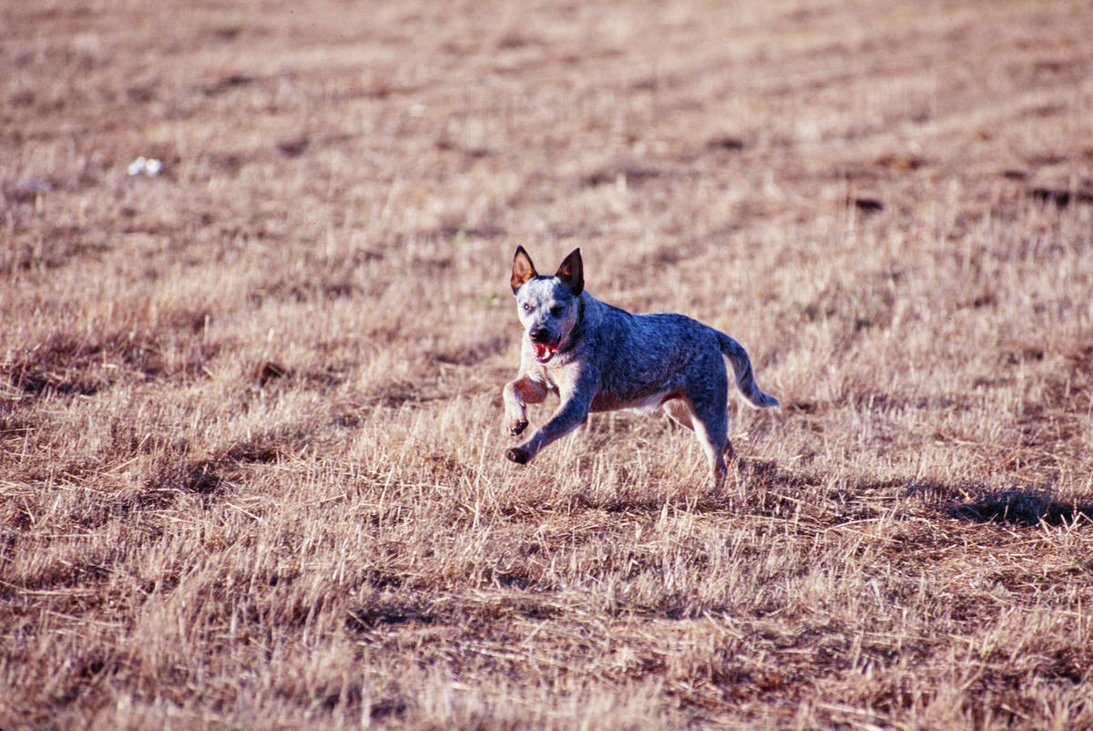 Australian Cattle Dog playing in dry field - Royalty-free Stock Photo ...