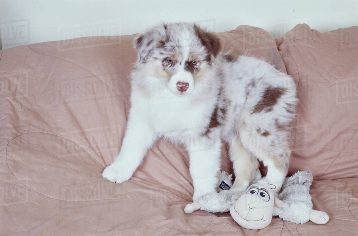 Fluffy Australian Shepherd puppy laying on pink blanket - Royalty-free ...