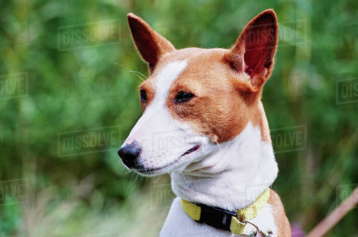 Closeup of Basenji face outside in front of bushes in background ...