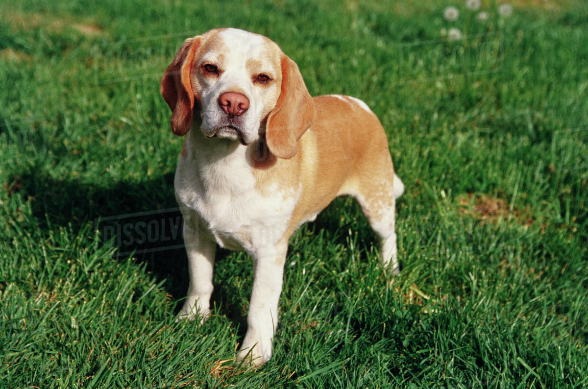 Beagle standing in grass outside - Royalty-free Stock Photo | Dissolve