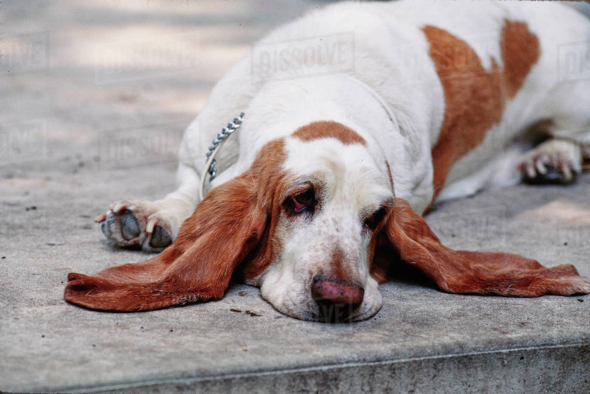 Basset Hound resting on concrete with chin on ground looking to side ...