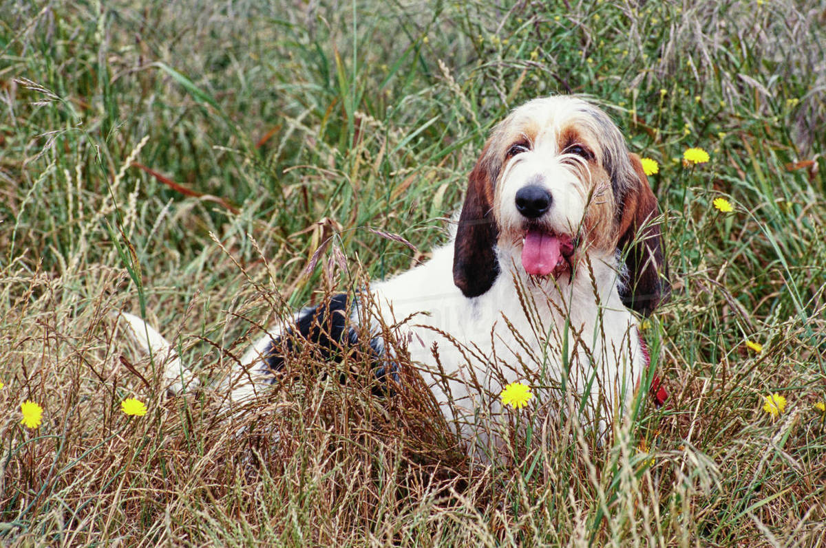 Long Haired Basset Hound sitting in tall grass outside with tongue out ...