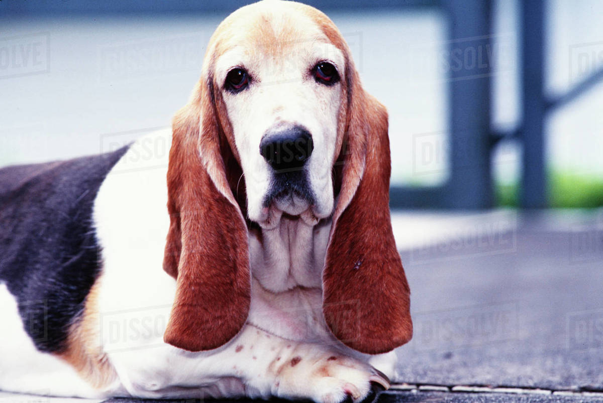 Basset Hound laying on patio outside - Royalty-free Stock Photo | Dissolve