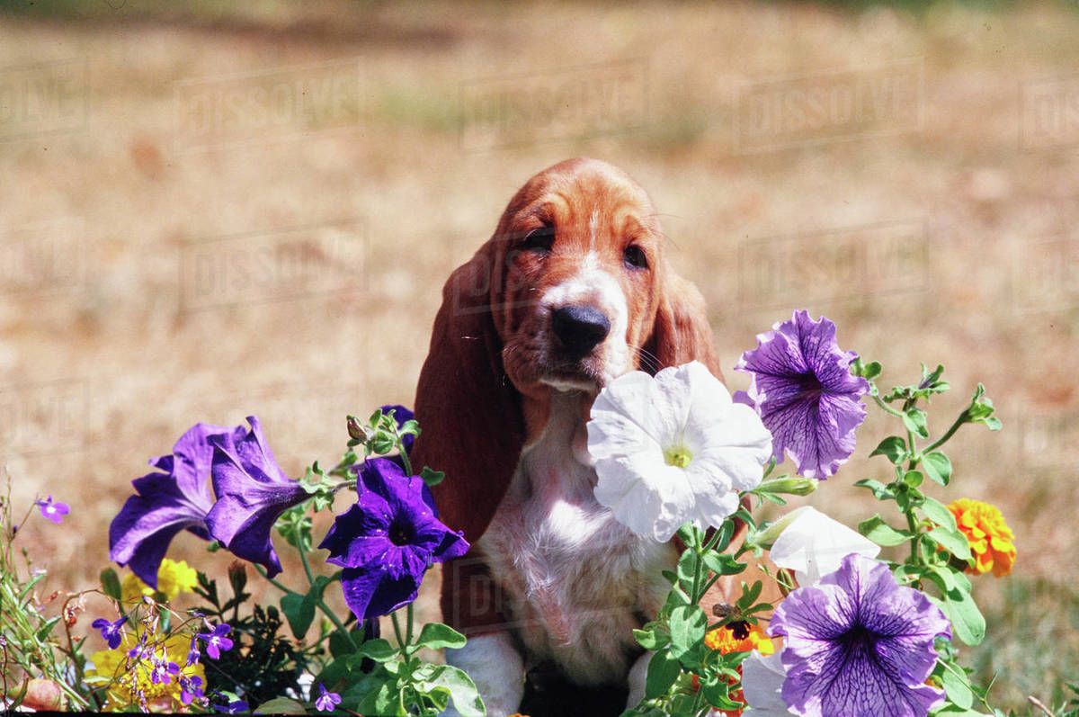 Basset Hound puppy sitting with flowers outside in yard - Royalty-free ...