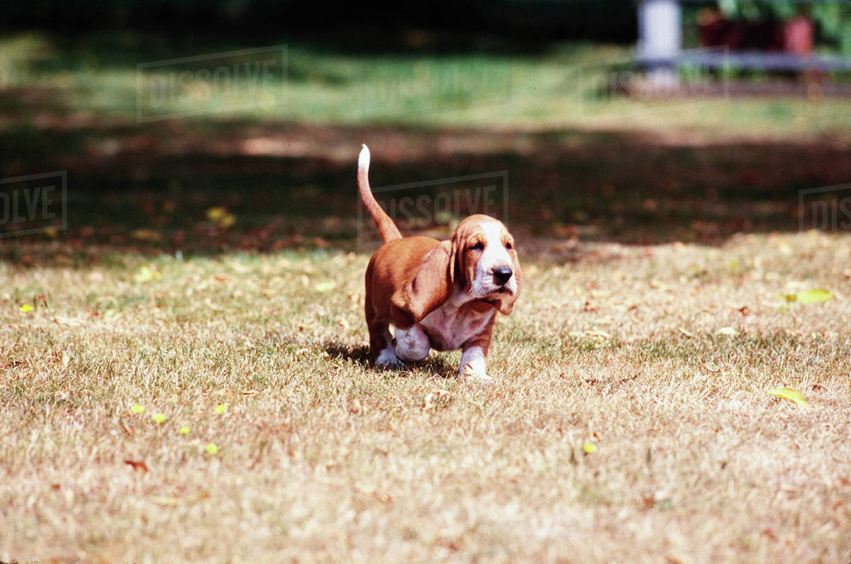 Basset Hound puppy trotting through field - Stock Photo - Dissolve