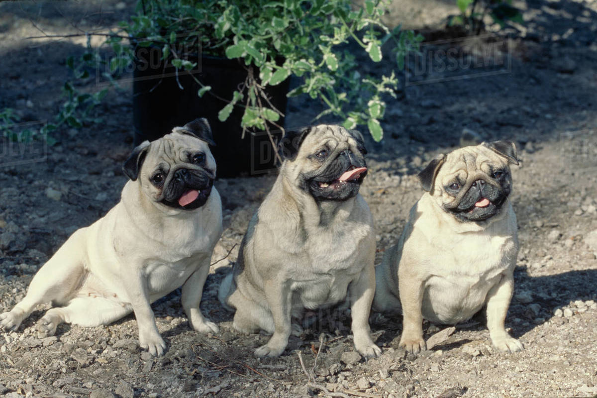 Three pugs sitting on gravel outside with leaves in background - Stock ...
