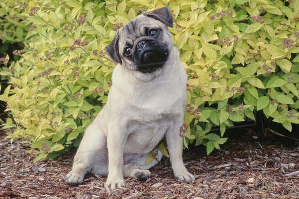 Pug sitting in mulch in front of bushes outside head tilted to the left ...