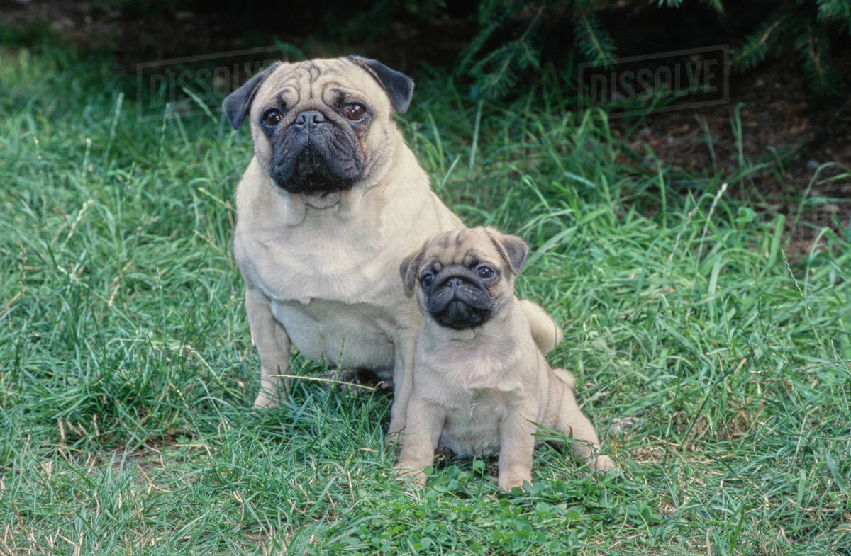 Pug mother and puppy sitting beside each other on grass in yard outside ...