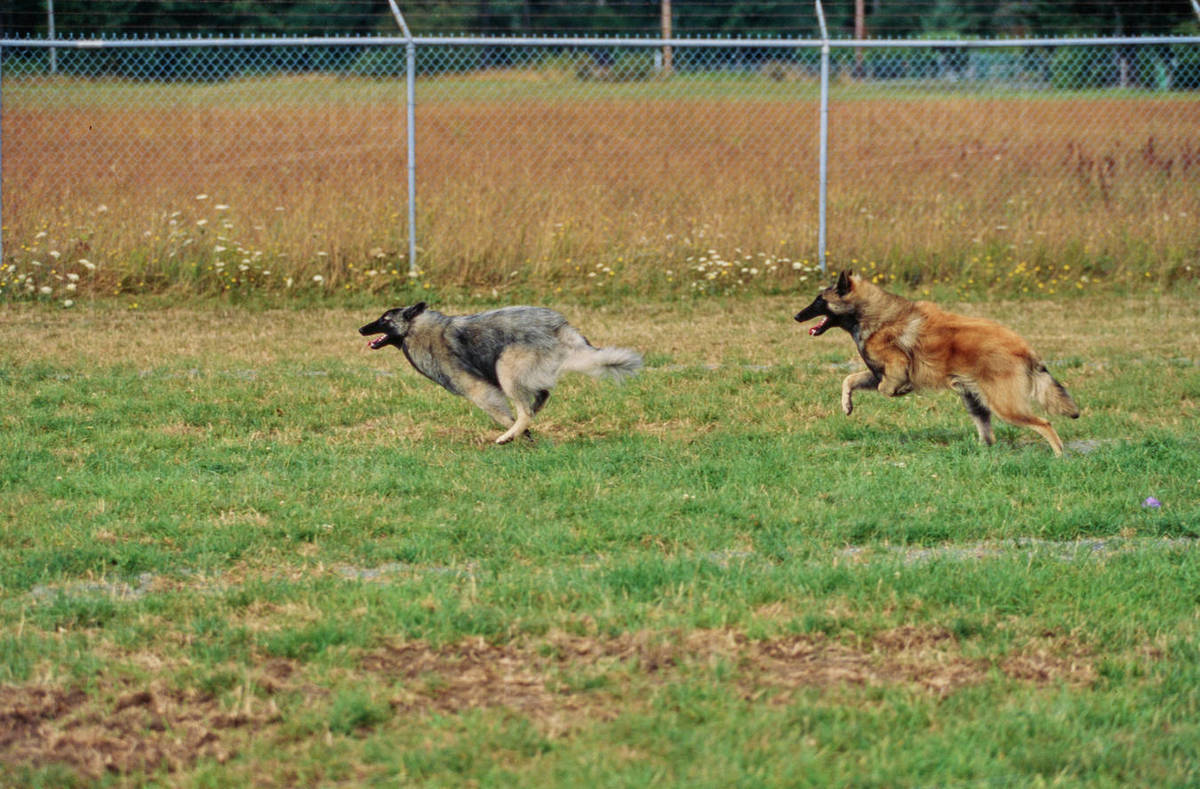 Two Belgian Shepherds running through field together in park near chain ...