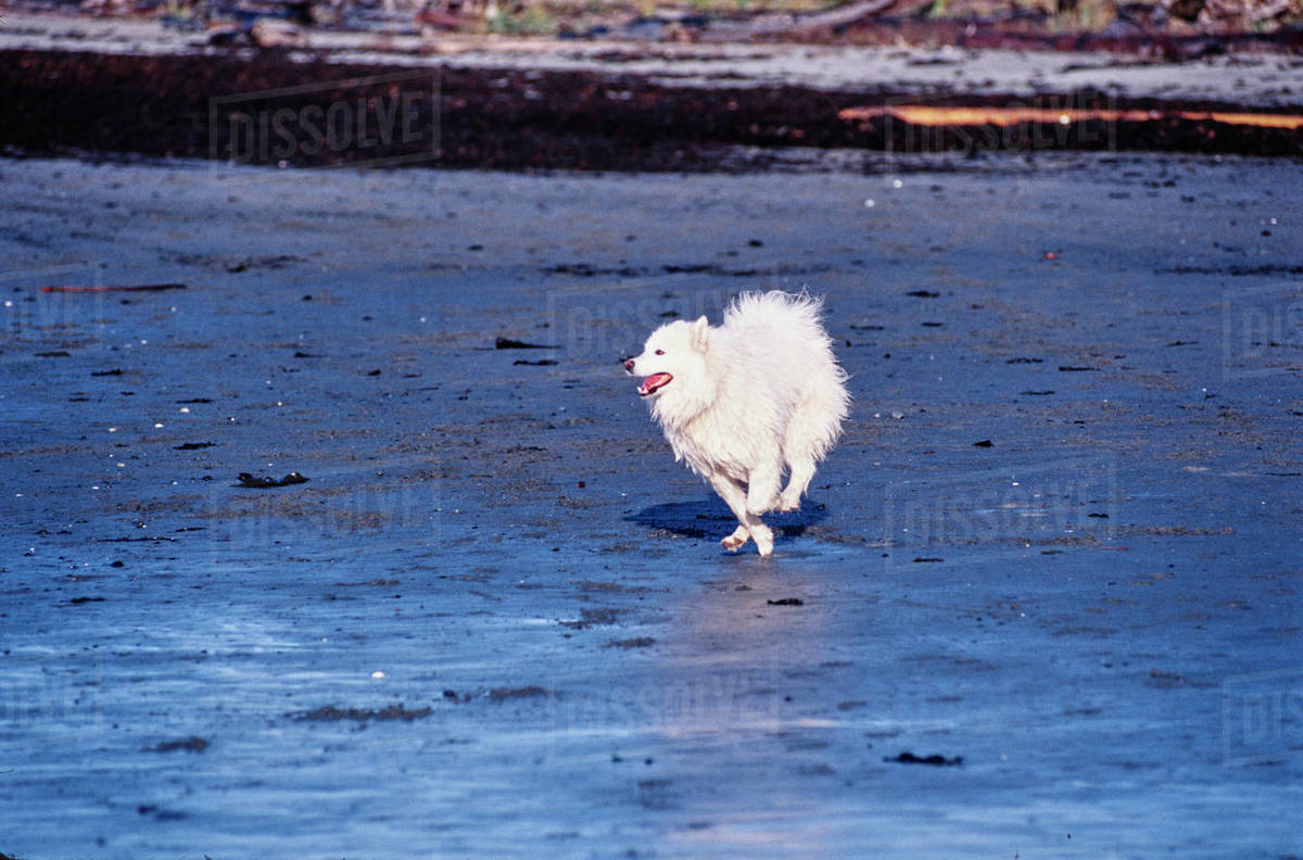 Samoyed running on sand into water - Royalty-free Stock Photo | Dissolve