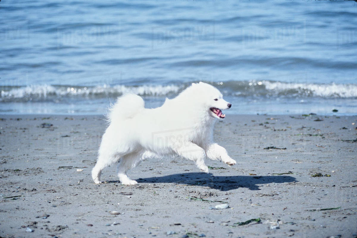 Samoyed running on the beach by the ocean waves - Stock Photo - Dissolve