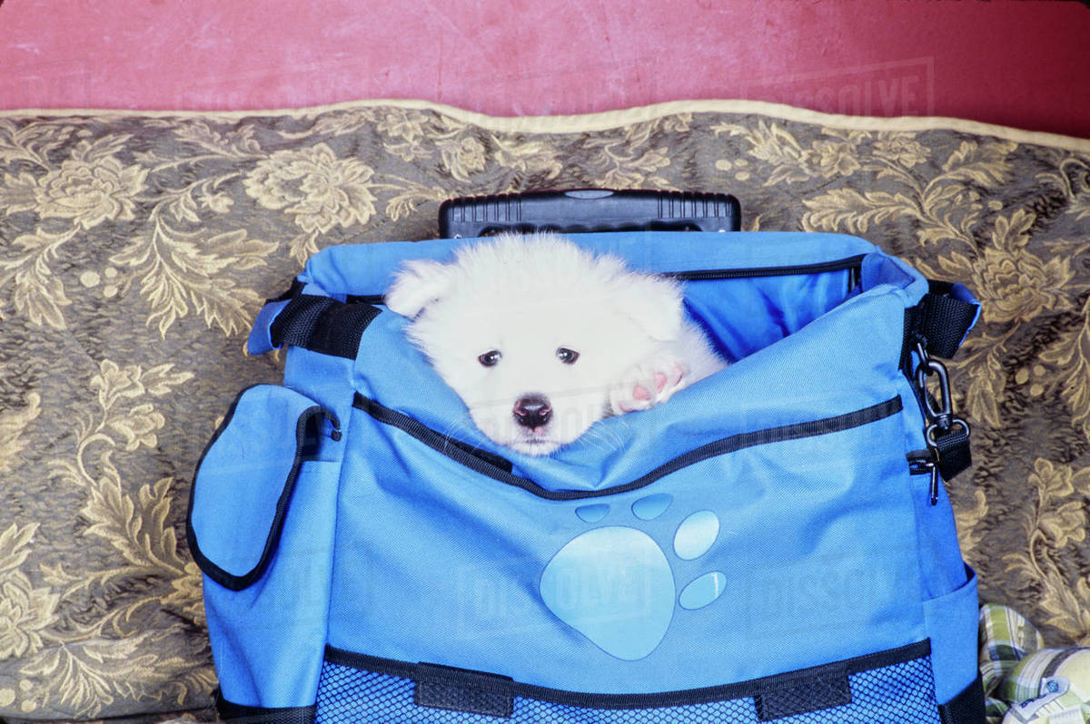 Samoyed puppy in dog duffle - Royalty-free Stock Photo | Dissolve