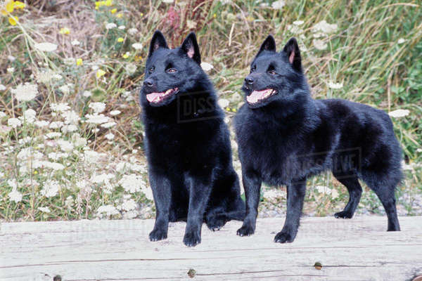 Schipperkes sitting together on wood in front of grass - Royalty-free ...