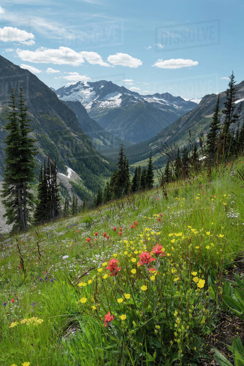 Wildflowers on Ragged Ridge, Mount Logan is in the distance. North ...