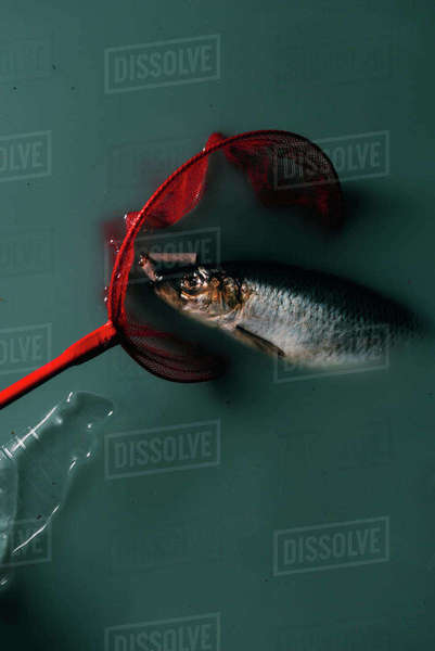 Top view of fish with cigarettes in red butterfly net and plastic ...