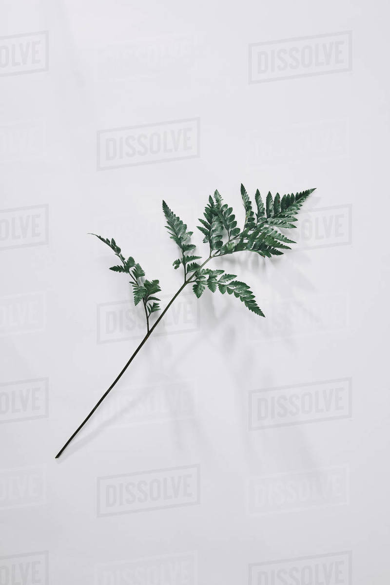 Top view of single green fern branch lying on white on white - Stock ...
