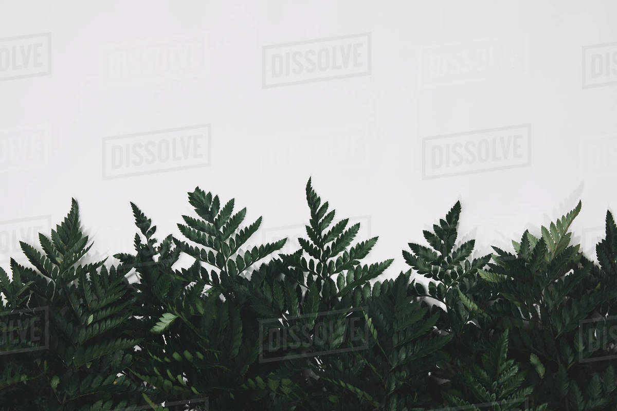 Top view of green fern leaves isolated on white - Royalty-free Stock ...